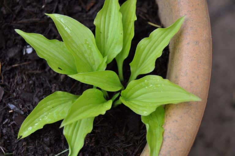 Hosta 'Lemon Lime' | A Tree Garden