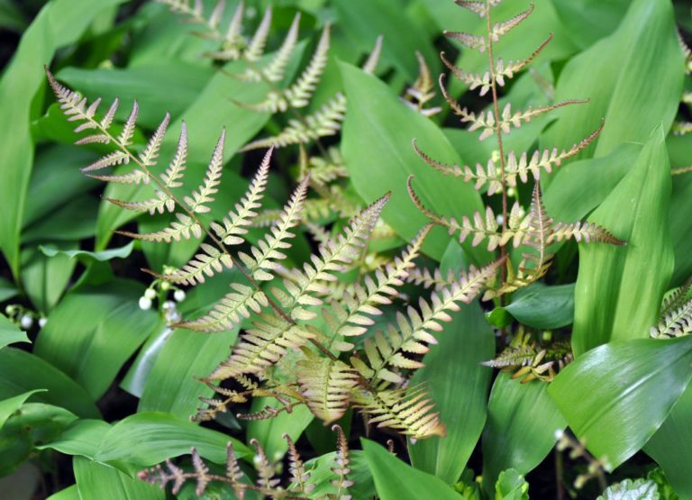 Autumn Fern | A Tree Garden