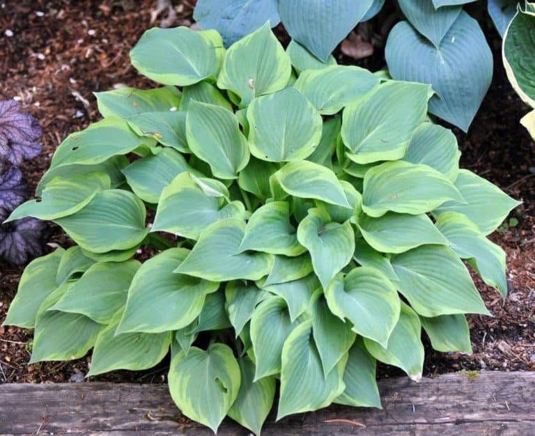 5 Favorite Slug-resistant Hostas | A Tree Garden
