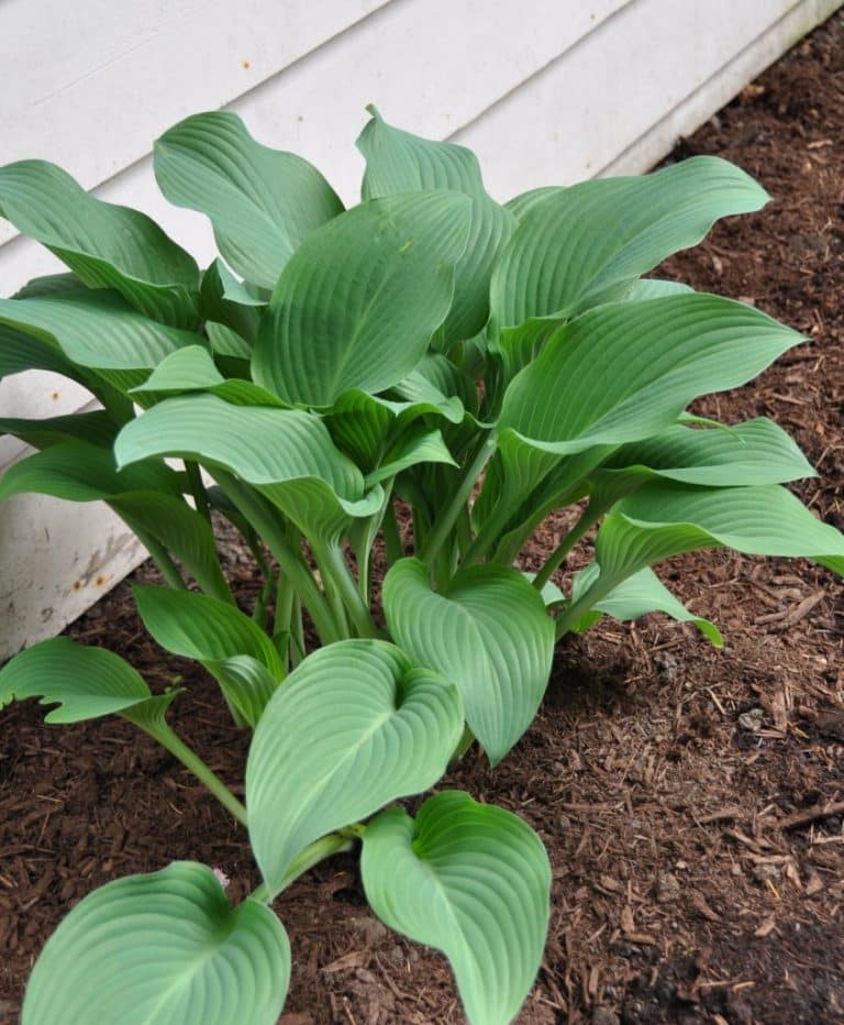 Hosta ‘Krossa Regal’ – A Tree Garden