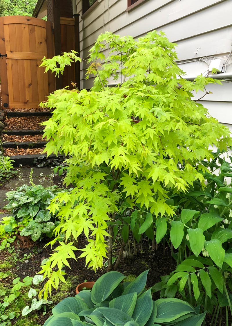 Summer Gold Japanese Maple | A Tree Garden