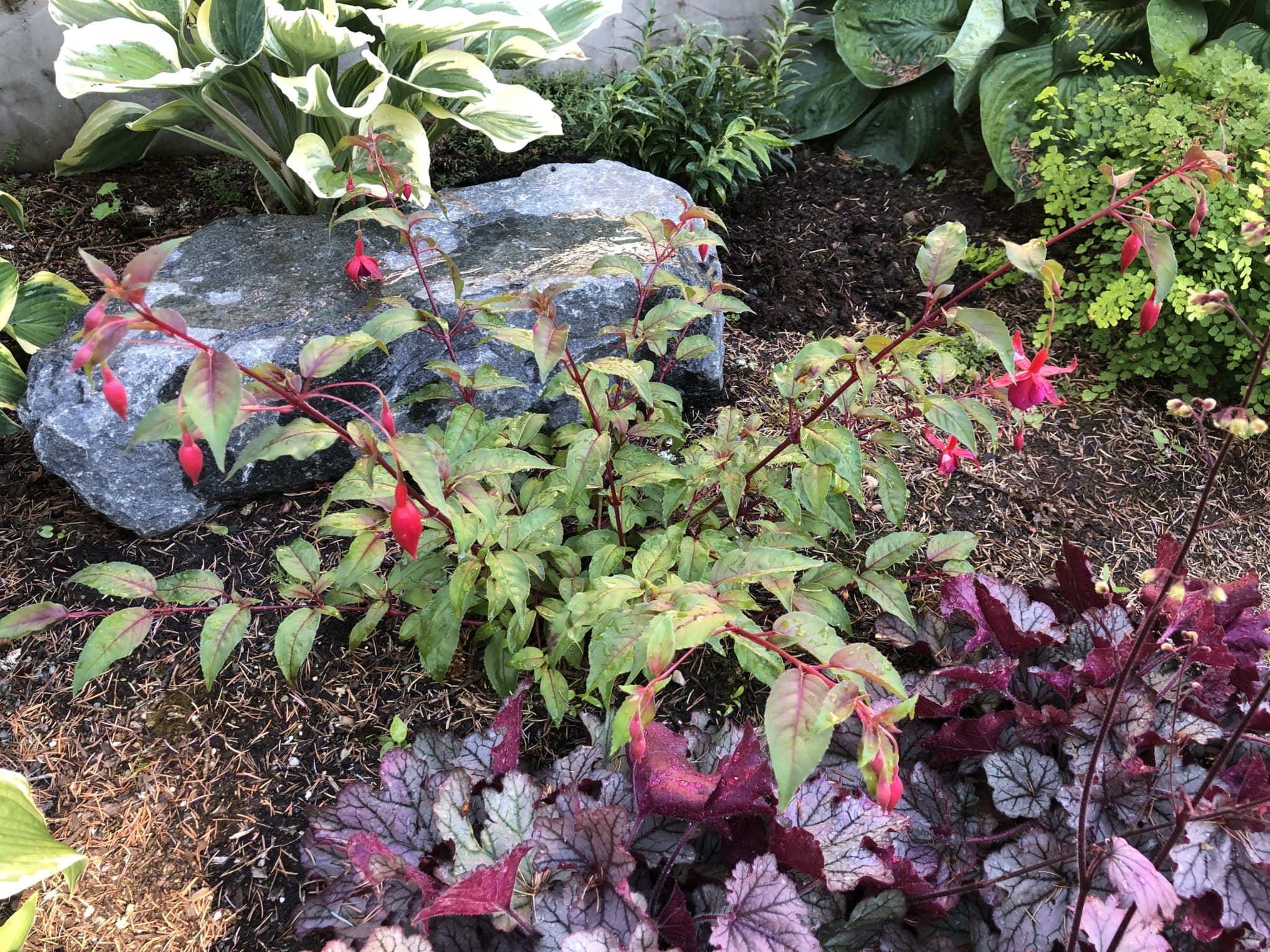 Hardy Creeping Golden Fuchsia | A Tree Garden