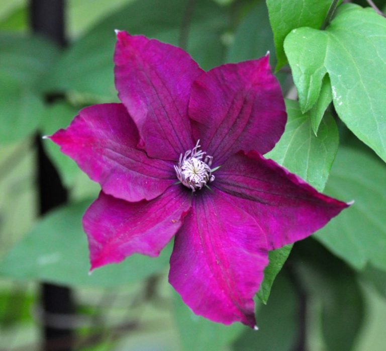 Clematis 'Rouge Cardinal' | A Tree Garden