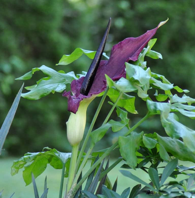 Voodoo Lily – A Tree Garden