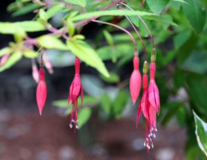 Golden Hardy Fuchsia | A Tree Garden