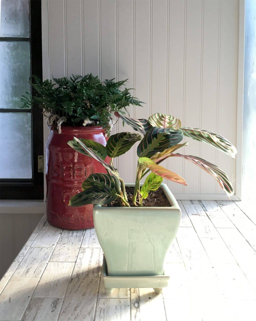 Creating A Cold-Tolerant Indoor Garden | A Tree Garden