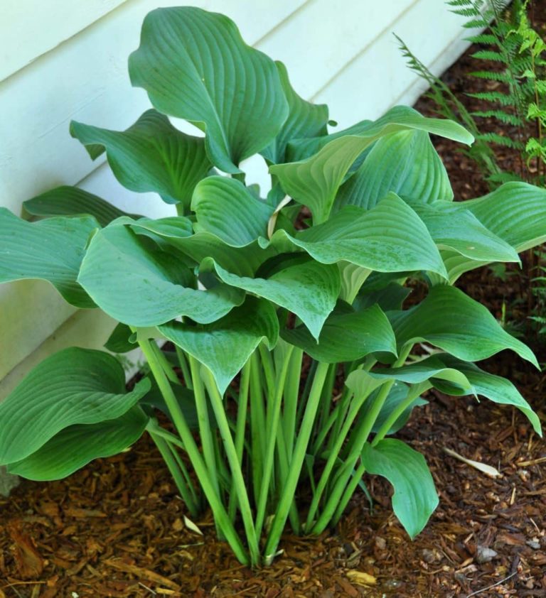 5 Favorite Slug-resistant Hostas – A Tree Garden