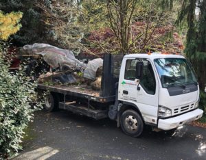 Planting a Big Tree in 10 Steps | A Tree Garden