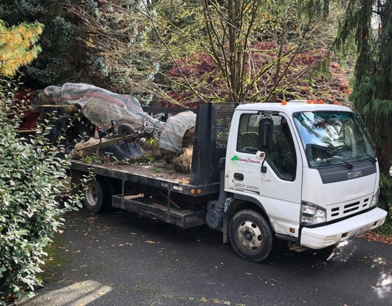 Planting a Big Tree in 10 Steps | A Tree Garden