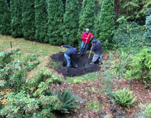 Planting a Big Tree in 10 Steps | A Tree Garden