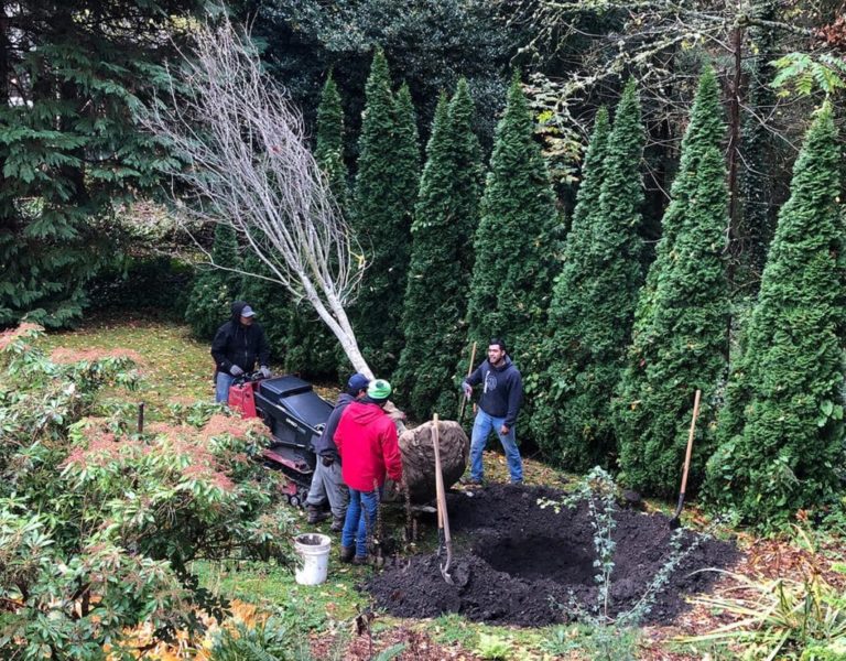 Planting a Big Tree in 10 Steps | A Tree Garden