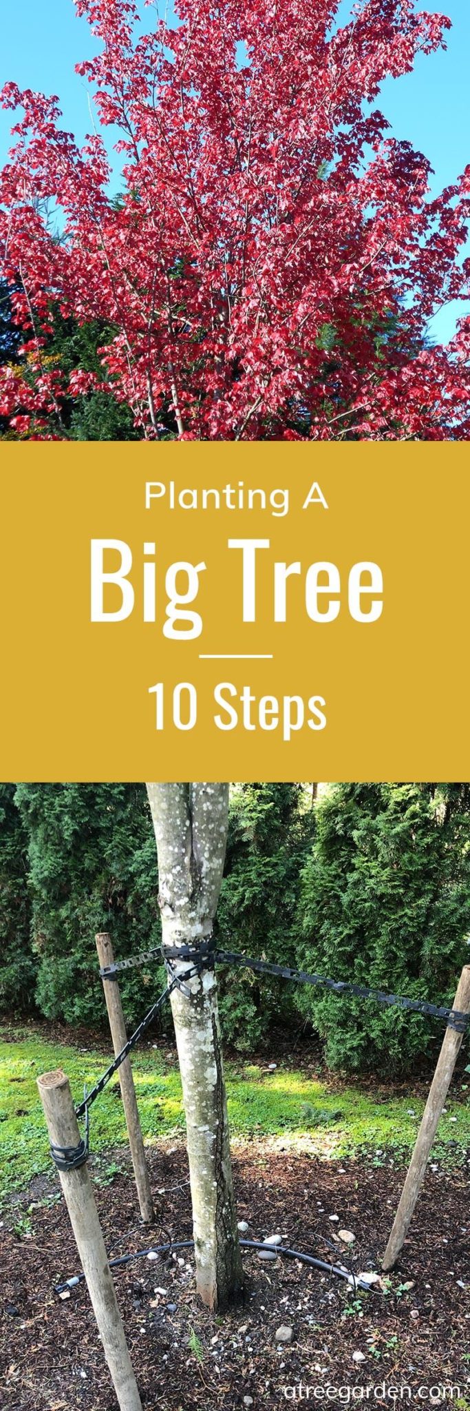 Planting a Big Tree in 10 Steps | A Tree Garden