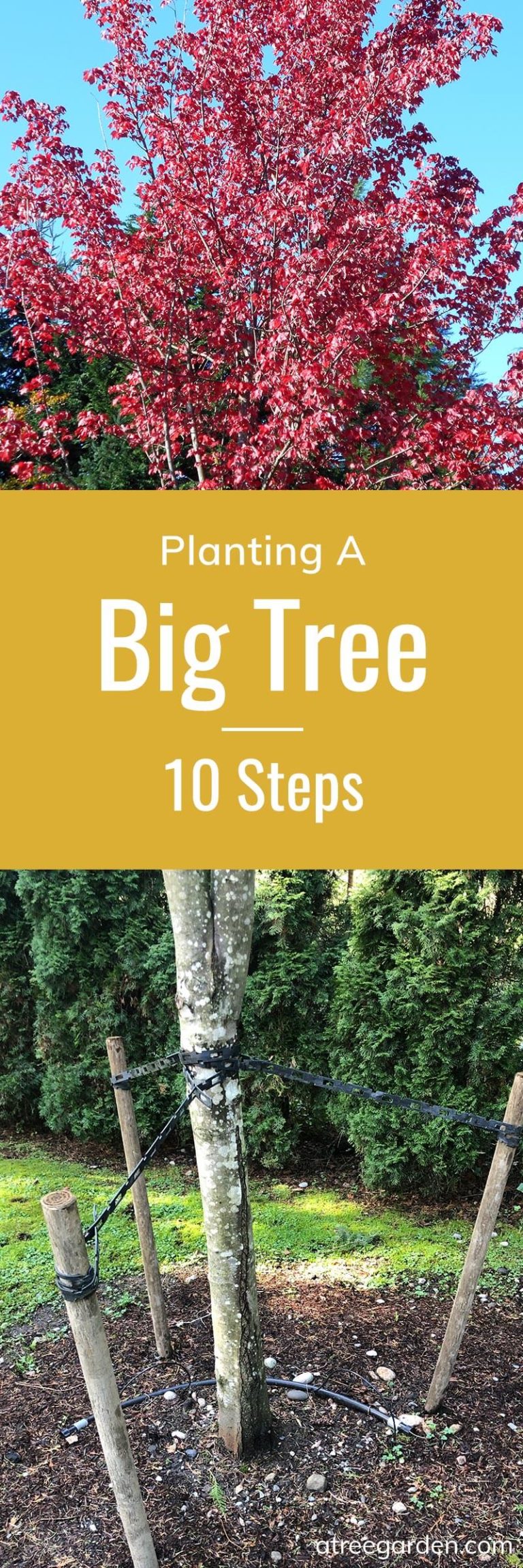 Planting a Big Tree in 10 Steps | A Tree Garden