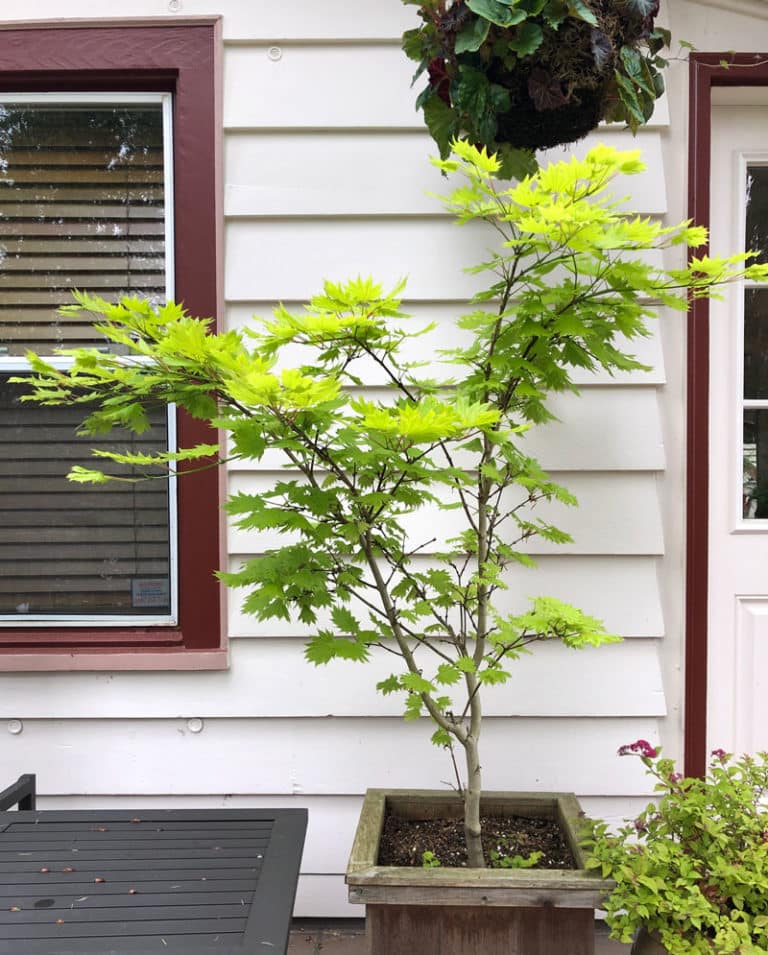 Golden Full Moon Maple | A Tree Garden