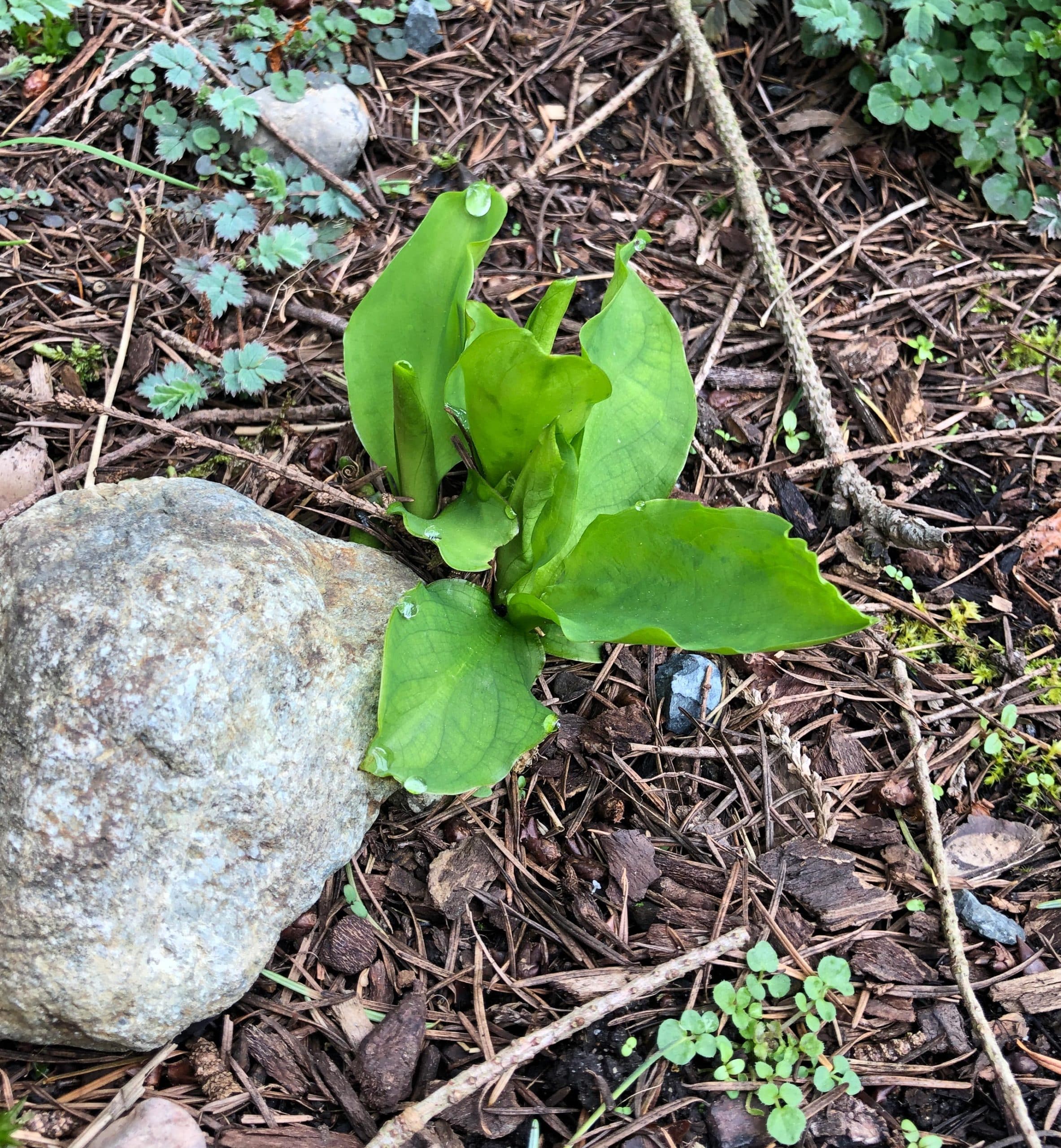 Skunk Cabbage A Tree Garden