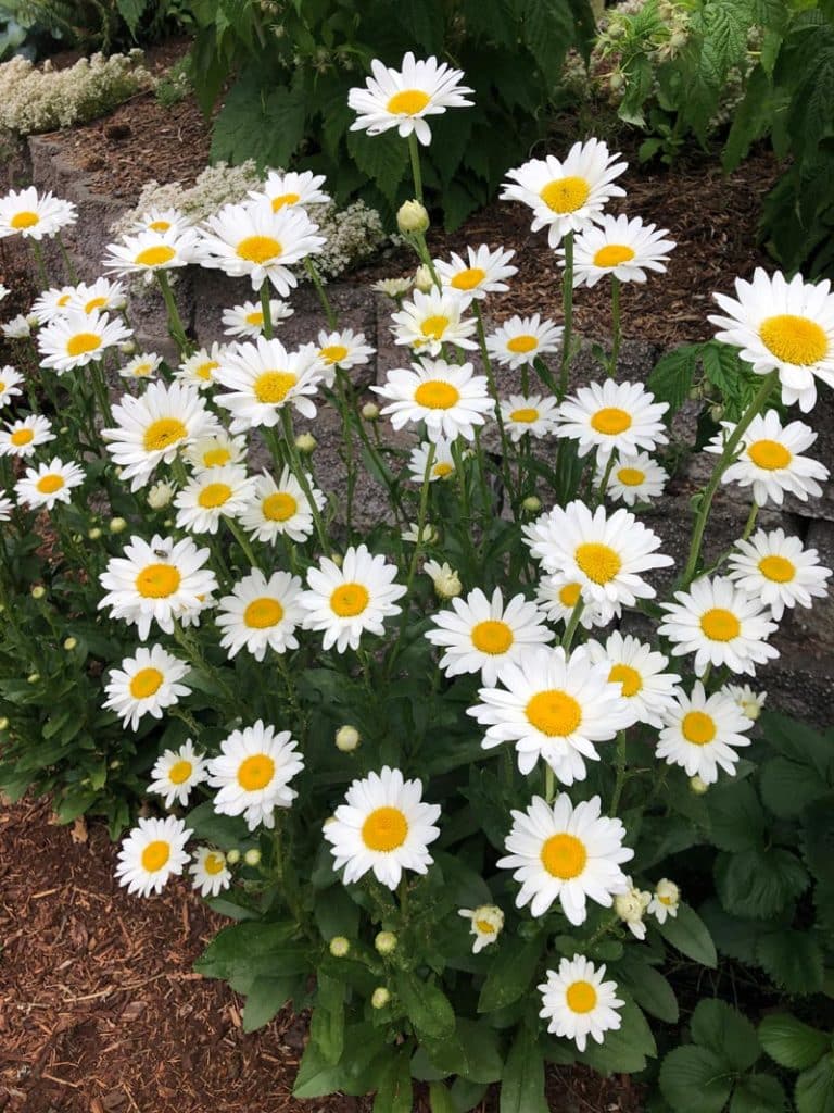 Shasta Daisy 'Becky' | A Tree Garden