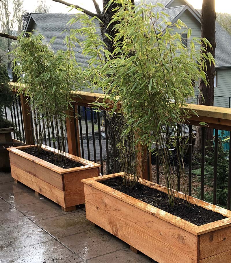 Sunset Glow Clumping Bamboo – A Tree Garden