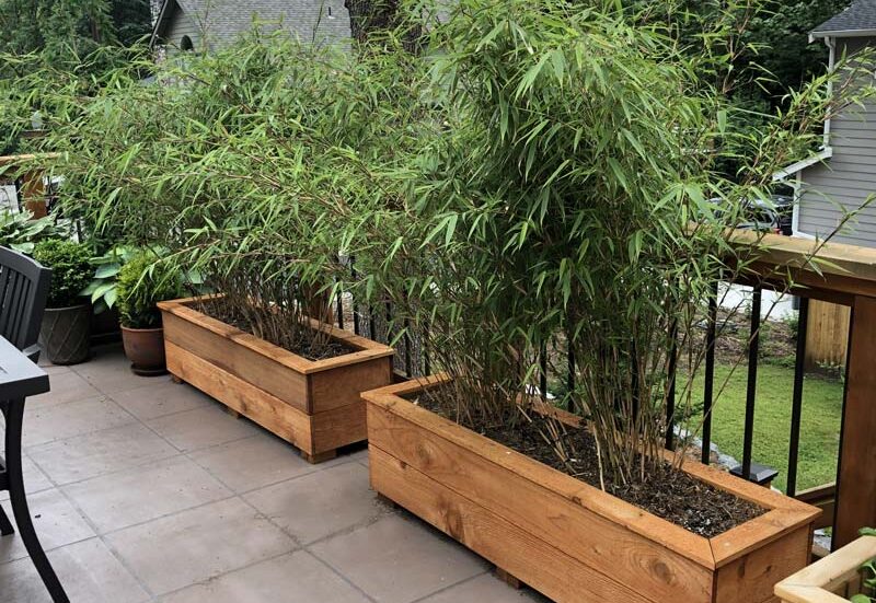 Sunset Glow Clumping Bamboo | A Tree Garden