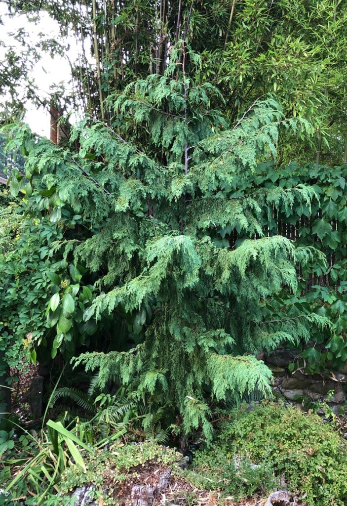 Blue Weeping Alaska Cedar | A Tree Garden