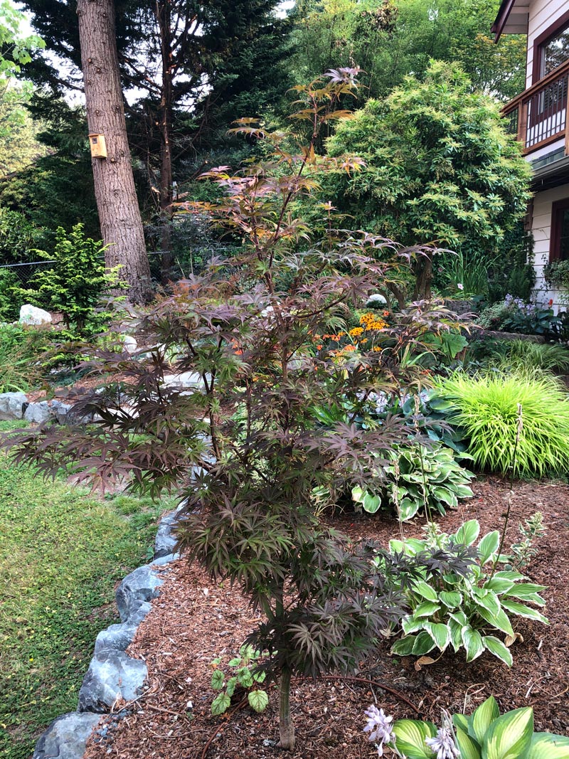 Pixie Japanese Maple | A Tree Garden