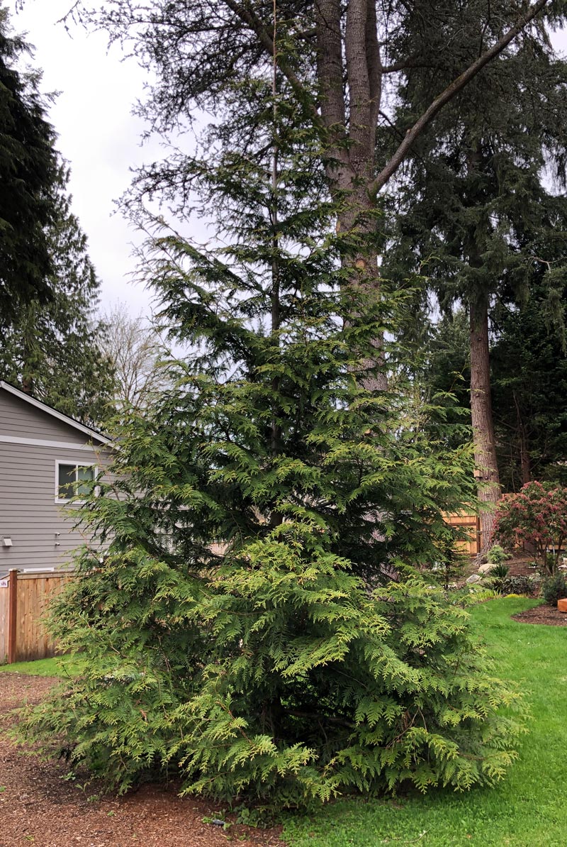 Spring Grove Arborvitae – A Tree Garden