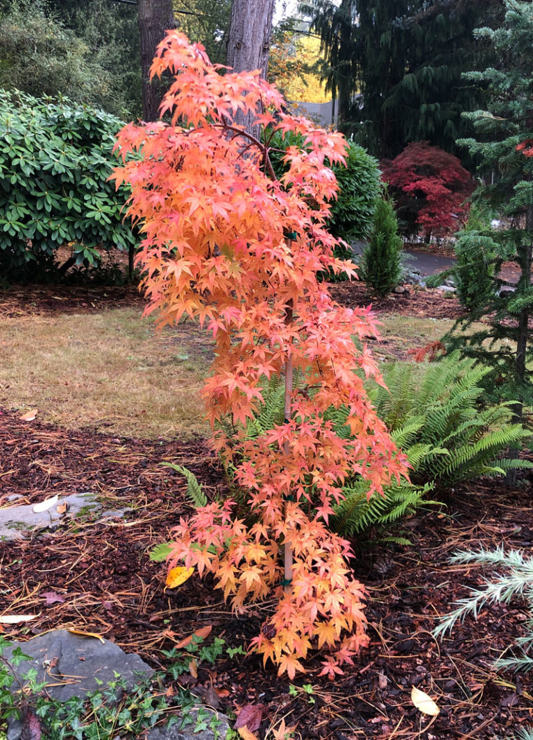 Ryusen Weeping Japanese Maple | A Tree Garden