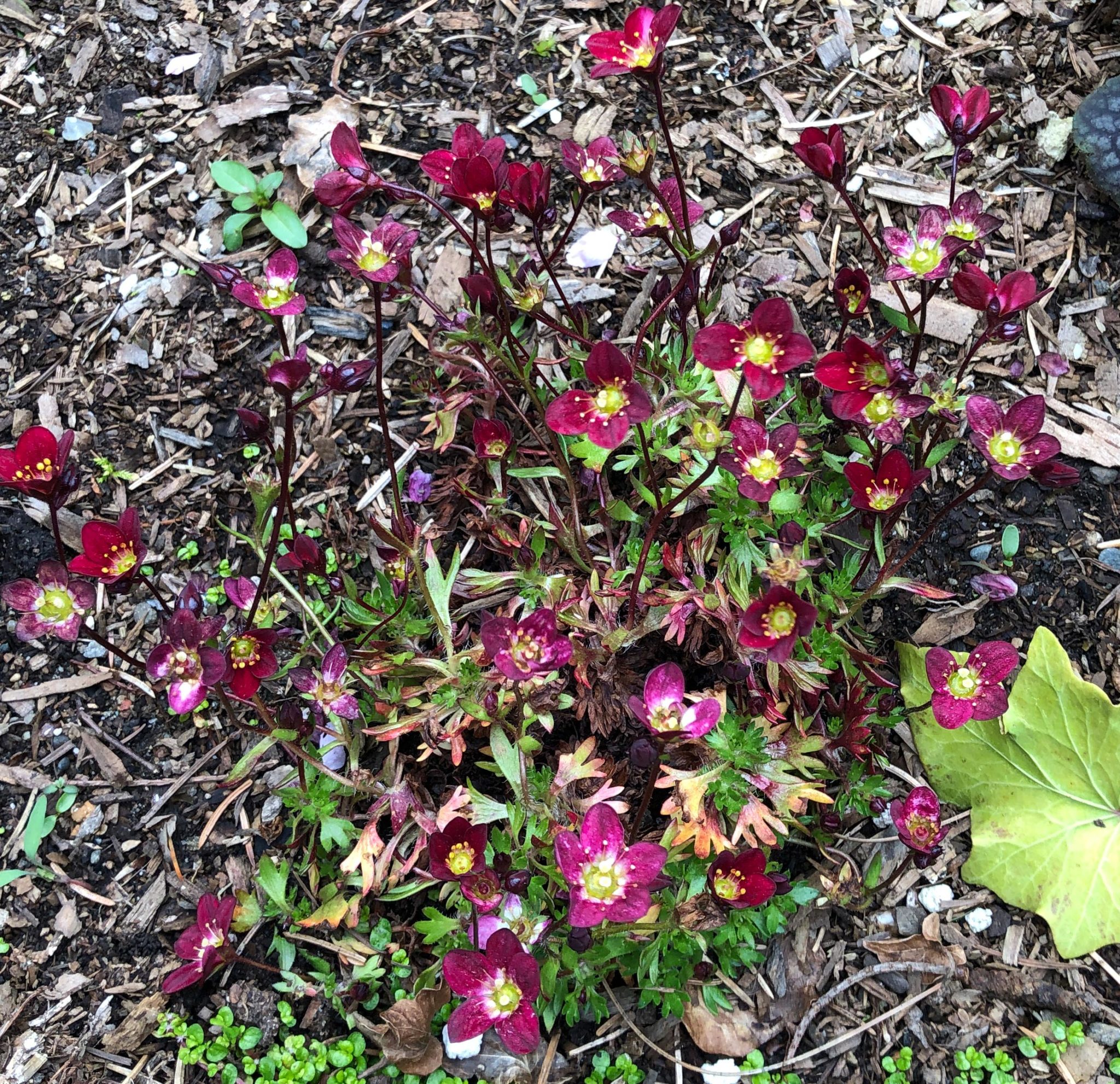 Mossy Saxifrage – A Tree Garden