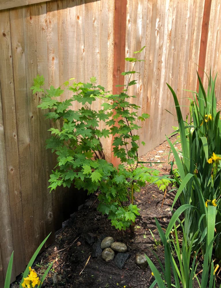 Vine Maple | A Tree Garden