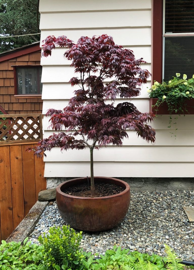 Oregon Sunset Japanese Maple – A Tree Garden
