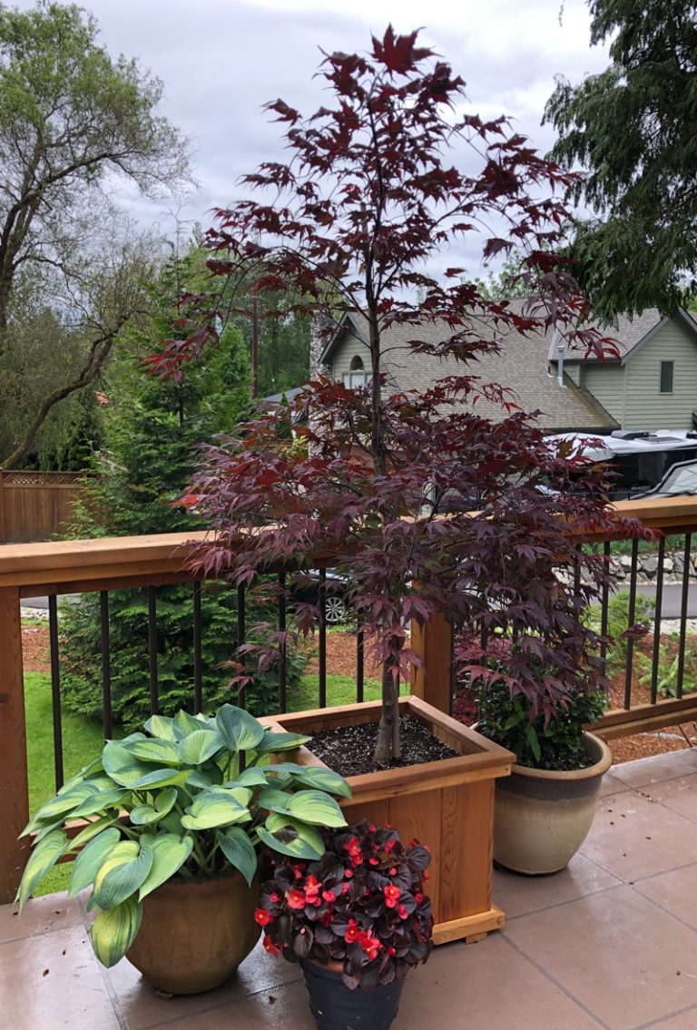 Purple Ghost Japanese Maple | A Tree Garden