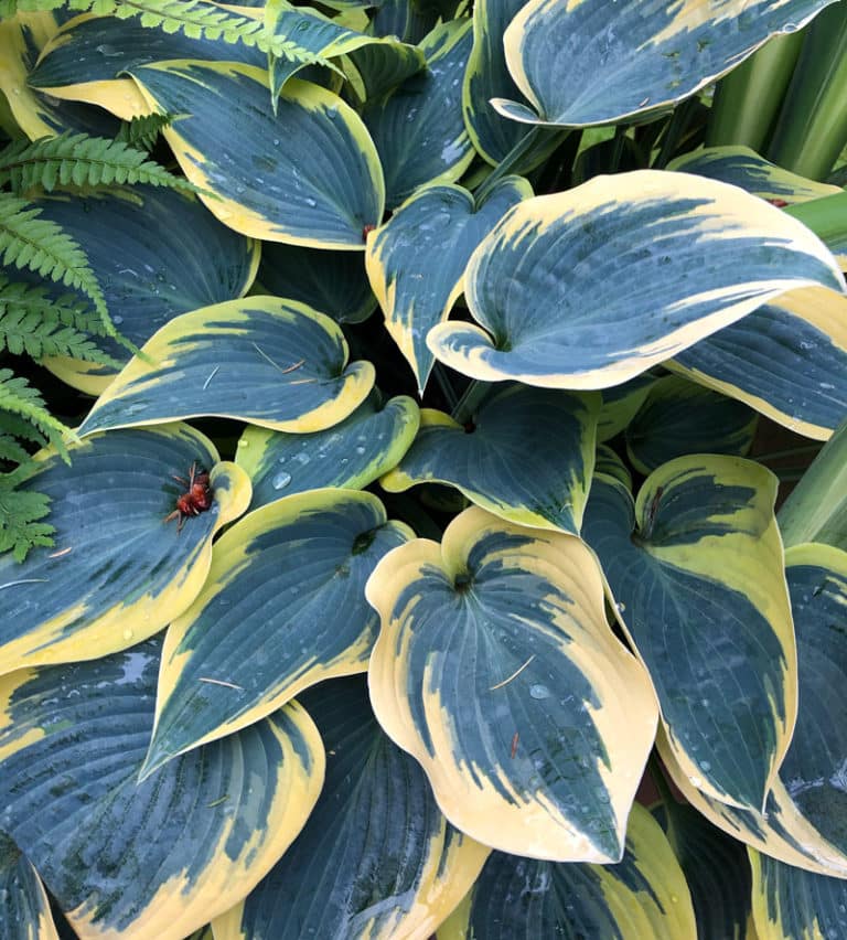 5 Favorite Slug-resistant Hostas – A Tree Garden