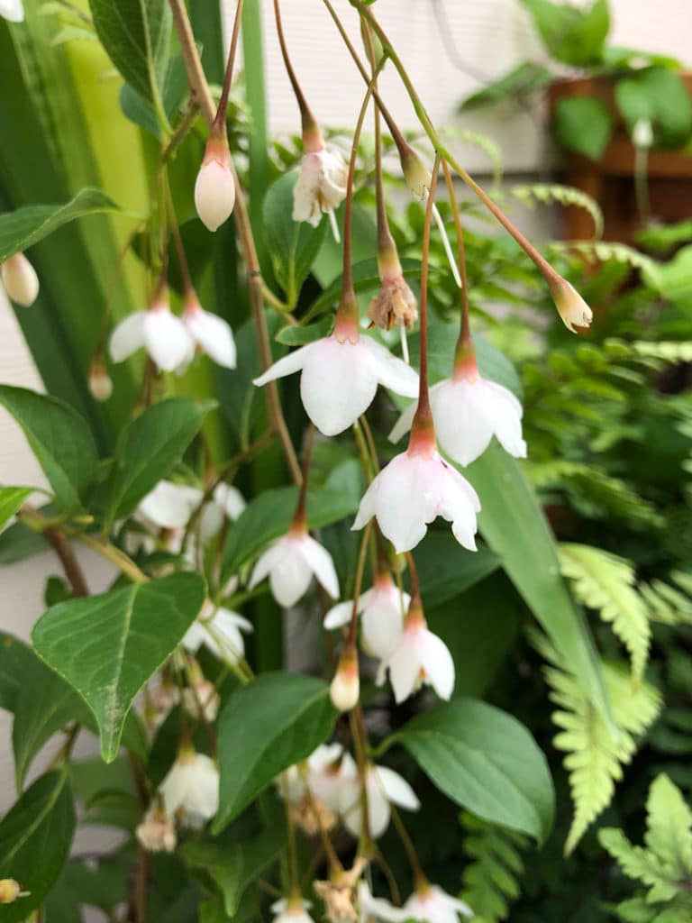 Weeping Japanese Snowbell 'Momo Shidare' | A Tree Garden