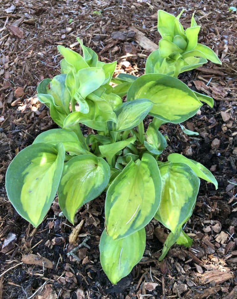 Hosta 'Sunset Grooves' | A Tree Garden