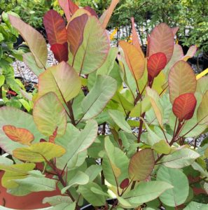 Smokebush 'Old Fashioned' | A Tree Garden