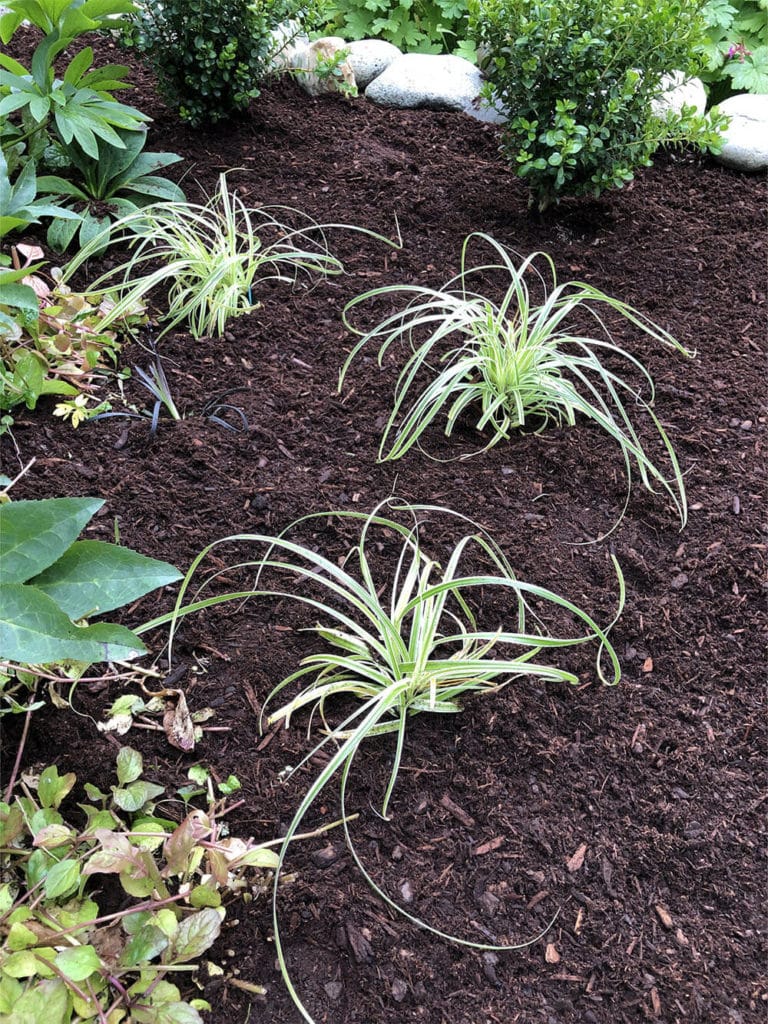Carex 'Feather Falls' | A Tree Garden
