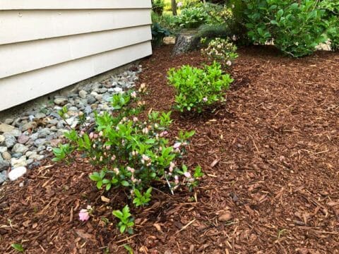 Azalea Rosebud | A Tree Garden