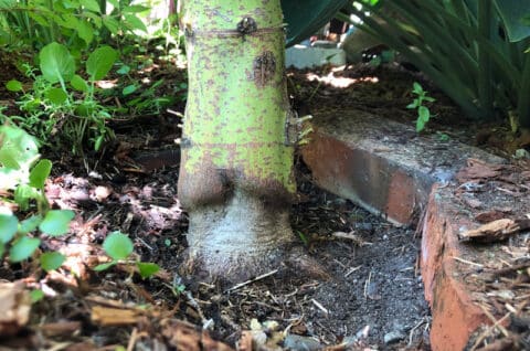 How to Save A Tree Planted Too Deeply – A Tree Garden