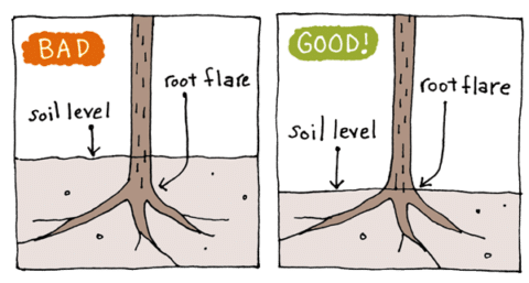 How to Save A Tree Planted Too Deeply | A Tree Garden